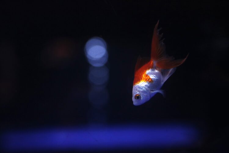 Black Ghost Knife Fish: The Mysterious and Fascinating Aquarium Enigma ...