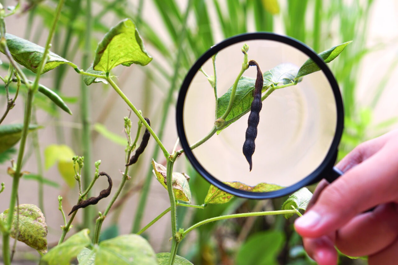 A Guide to Selecting the Best Insecticides and Pesticides for Your ...