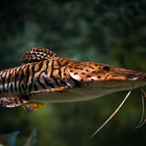 Bridging the Communication Gap: Baby Sign Language - What It Is and How ...