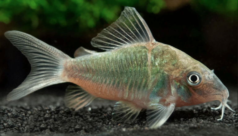 Cory Catfish aka Corydoras: The Adorable and Sociable Bottom-Dwellers ...