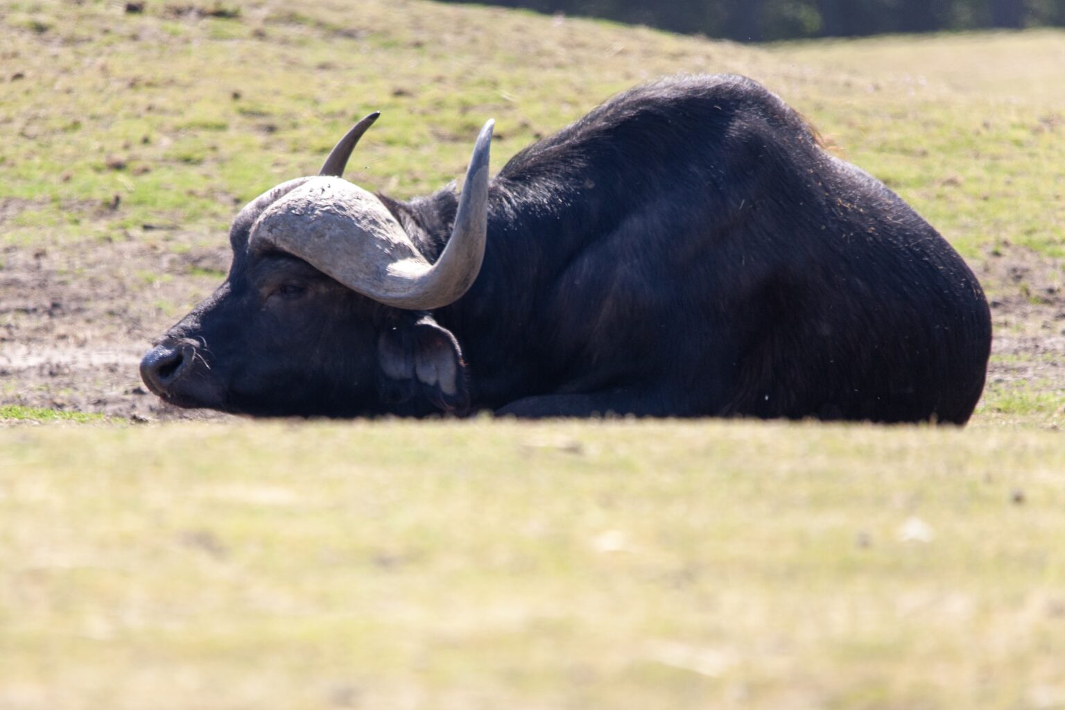 Buffalo Diseases: Identification, Prevention, and Treatment - Ajay ...