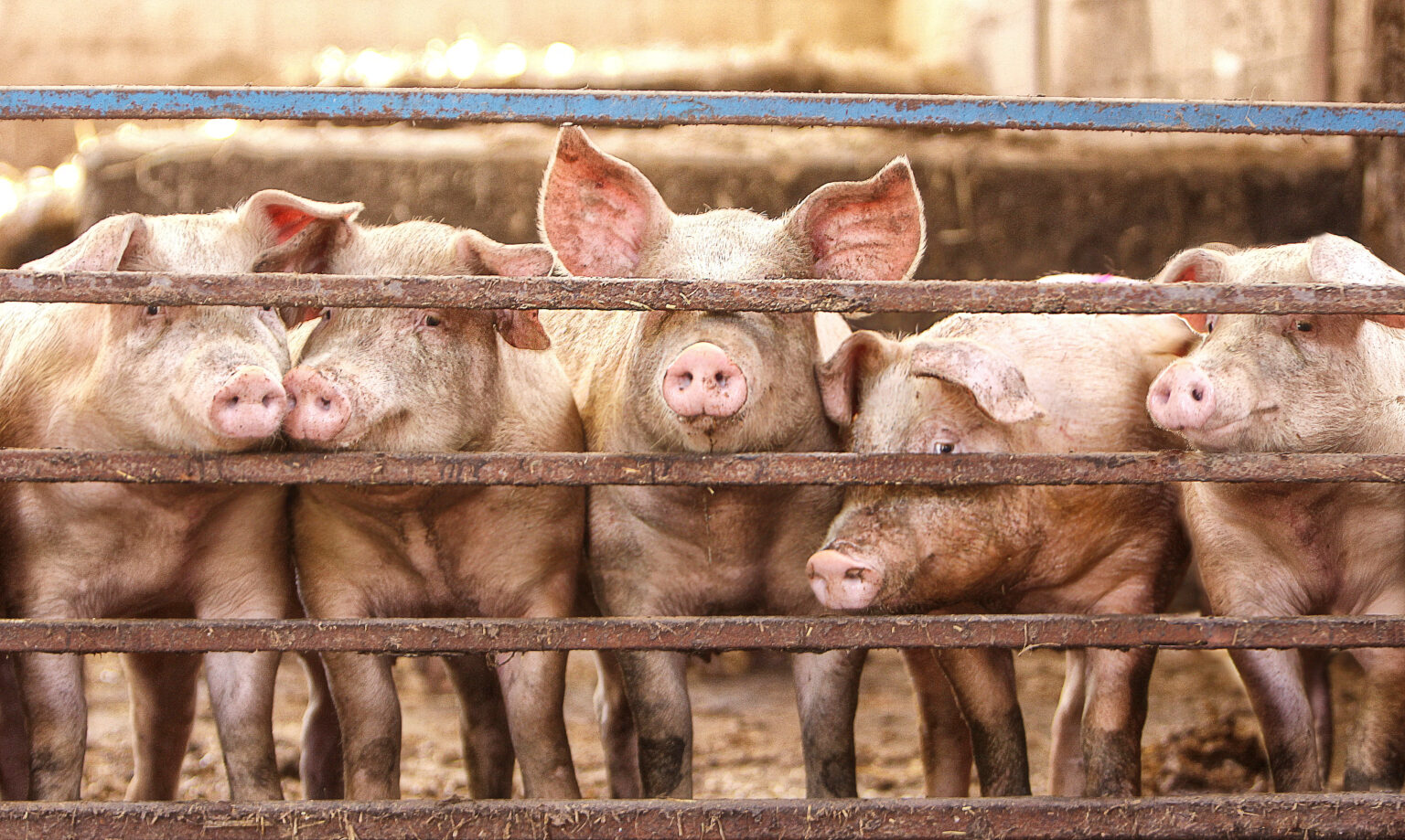 Best Practices for Pig Housing and Shelter: Ensuring Welfare and ...