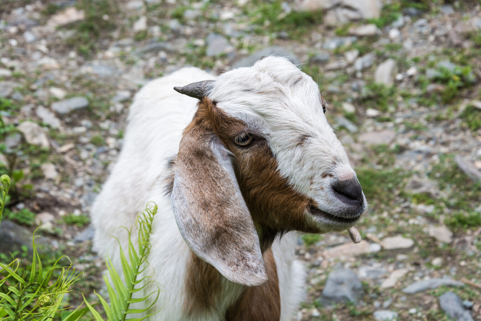 Exploring the Jamunapari Goat Breed: Exceptional Kidding Abilities ...