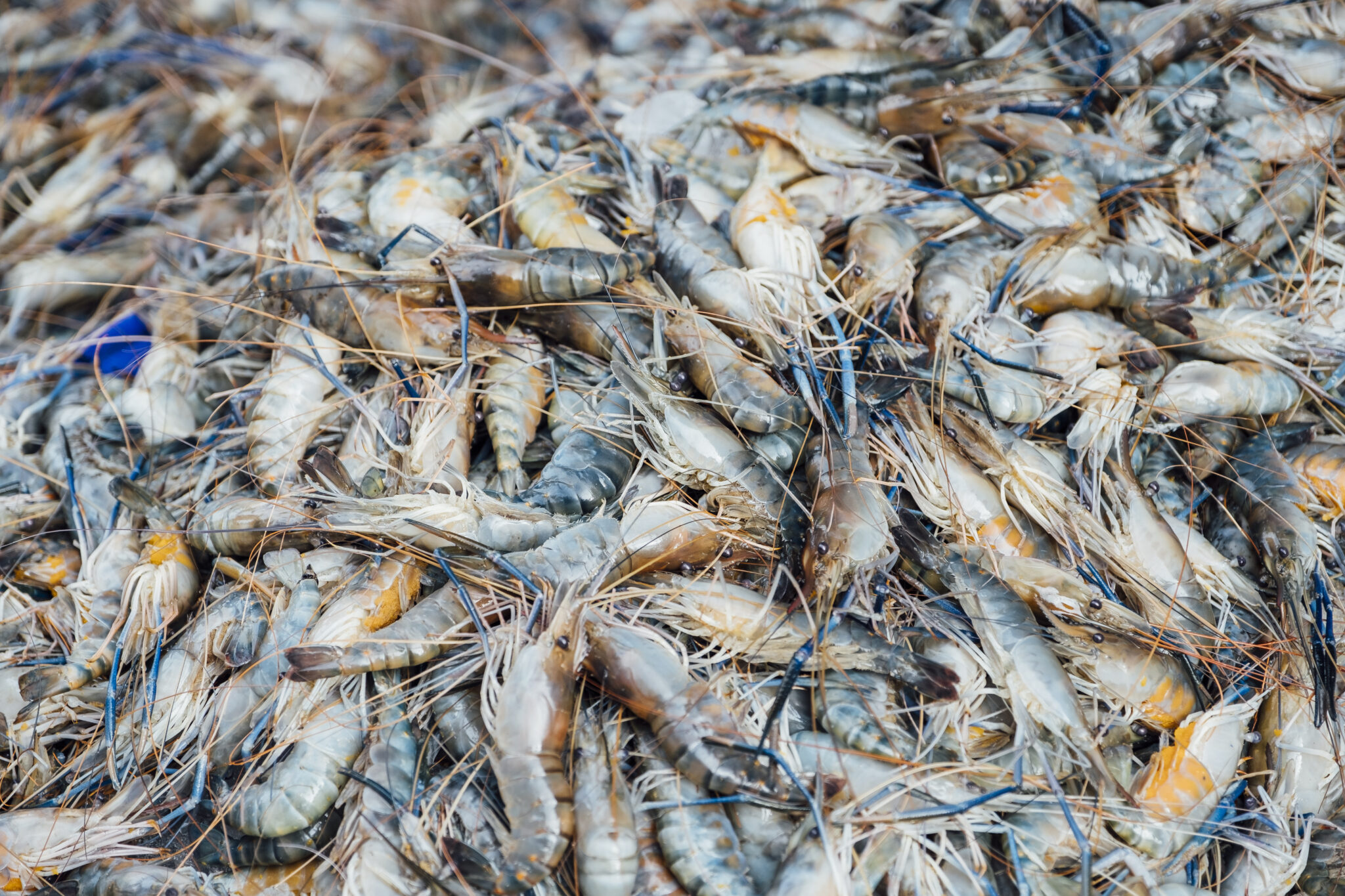 Navigating Shrimp Pond Production Across the Globe: A Comprehensive ...