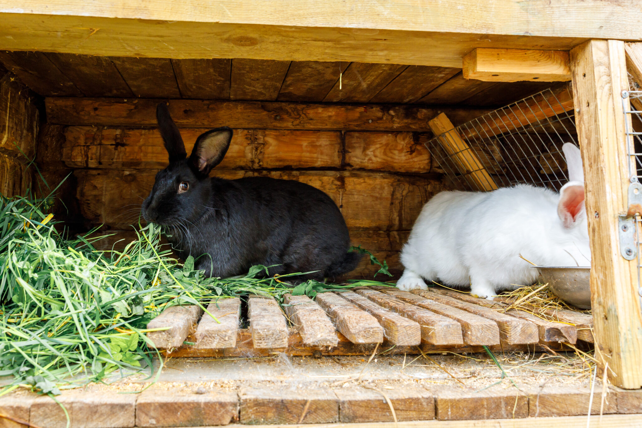 Mastering Rabbit Farming: Effective Management Strategies for Success ...